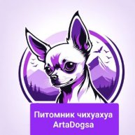Иконка канала Питомник чихуахуа Artadogsa