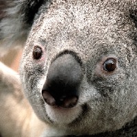 Иконка канала Спаситель