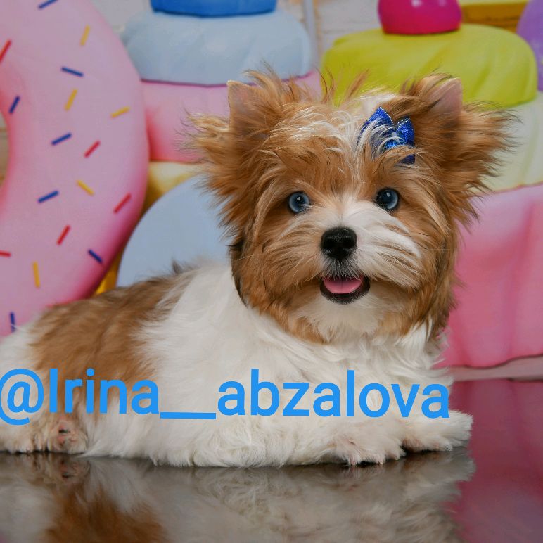 Иконка канала Абзалова Ирина🥰Sweet Fantasy