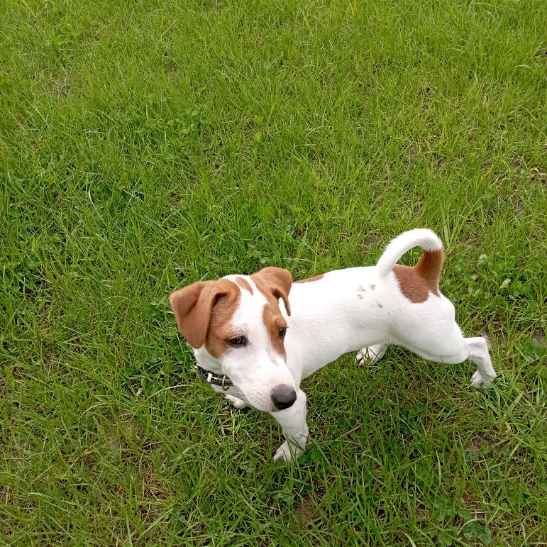 Иконка канала Джек Рассел Бетти