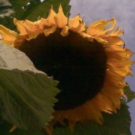 Иконка канала Жизнь в сибирской деревне