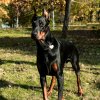 Иконка канала Doberman Graf