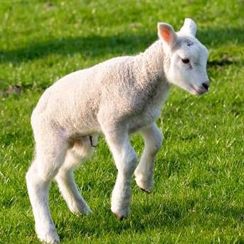 Иконка канала Entertainment Hub