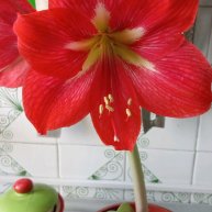 Иконка канала ТФК