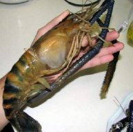 Иконка канала Креветка Ставрополья.