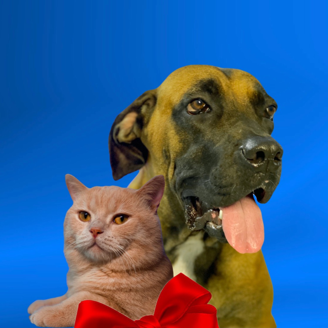 Иконка канала kittenindog