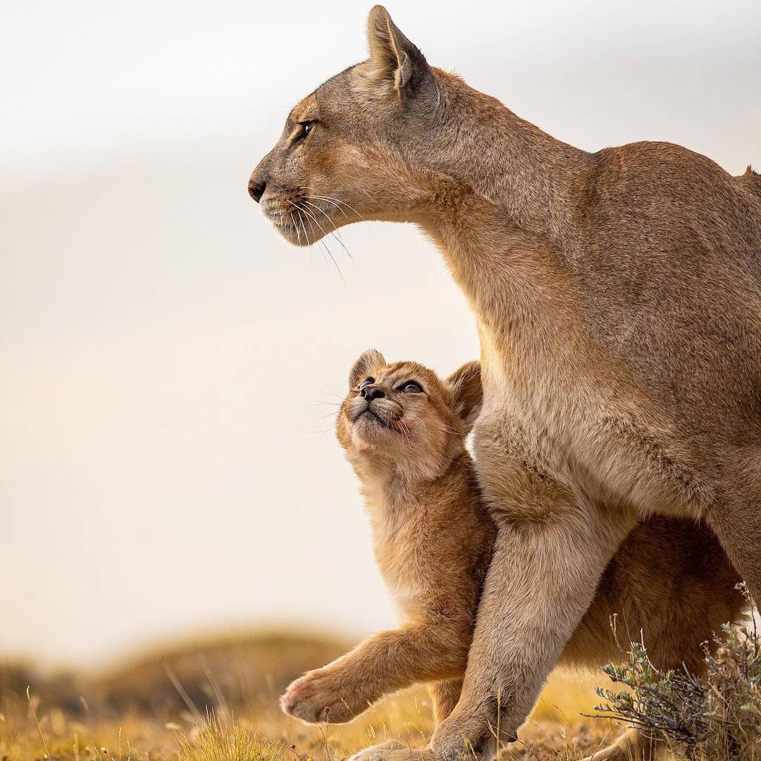 Иконка канала Alena Astakhova