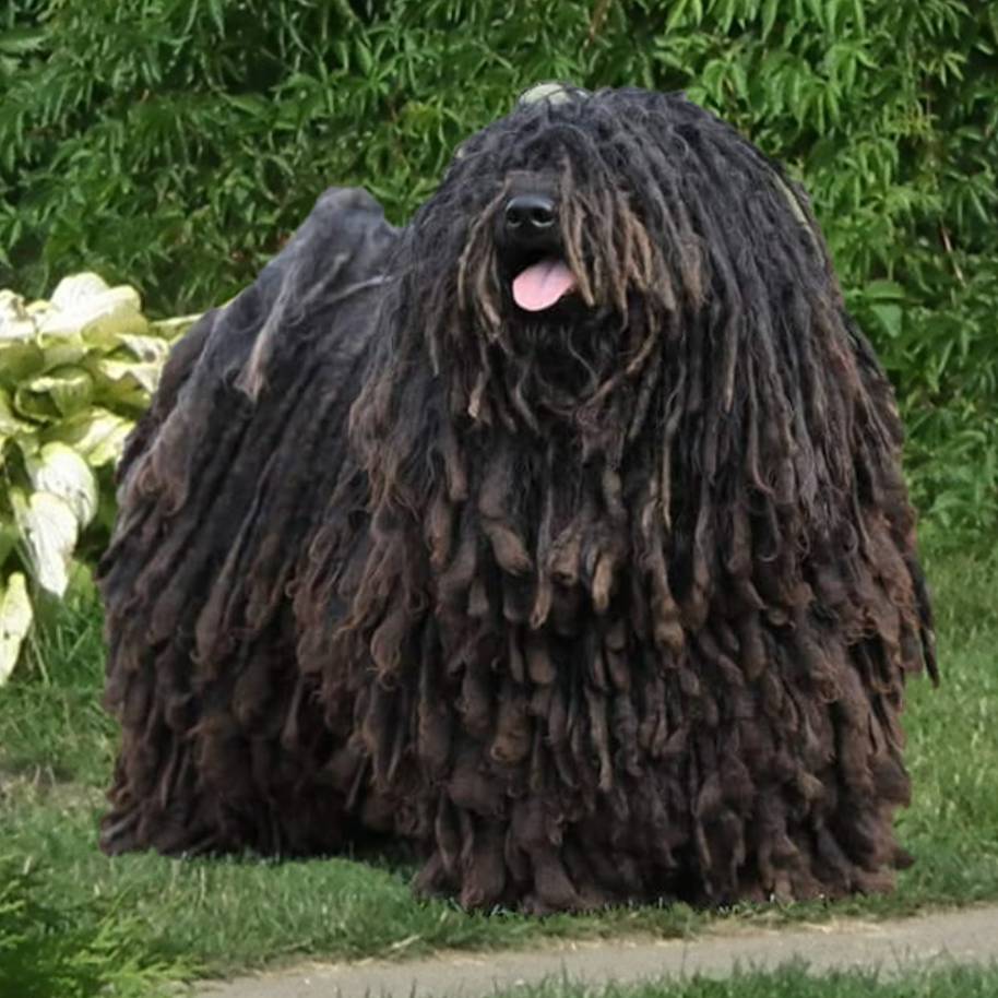 Иконка канала Пули, венгерская овчарка. Питомник Матяш Рекс