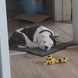 Иконка канала Американский бульдог Jerr Казань