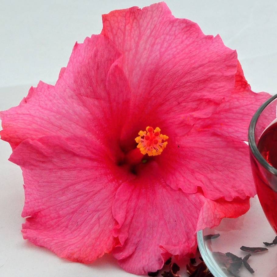 Иконка канала Культура Процветания