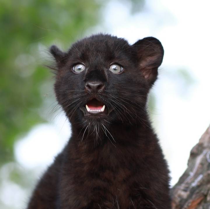 Иконка канала Luna_the_pantera