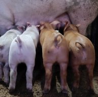 Иконка канала Свиньи как бизнес