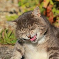 Иконка канала Т.С.В.- Территория смешных видео