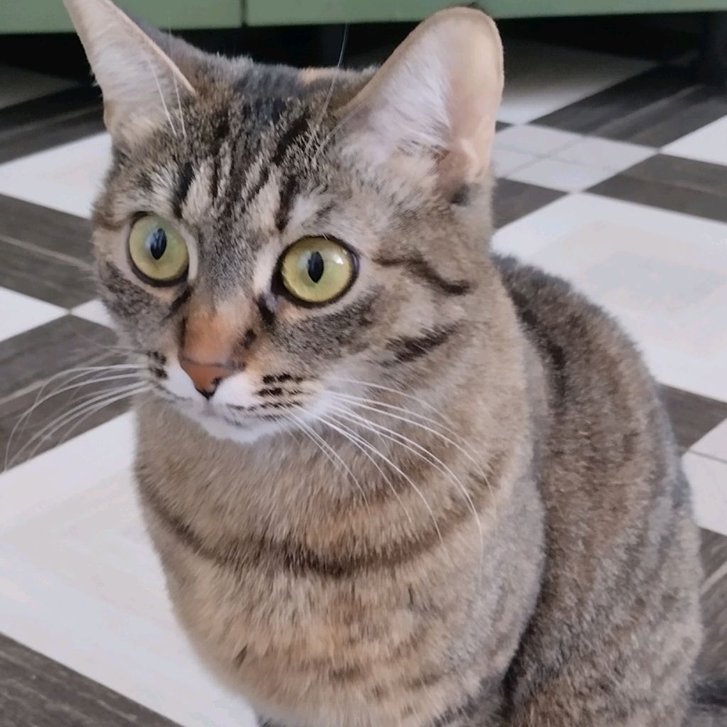 Иконка канала КОШЕЧКА МАРУСЯ