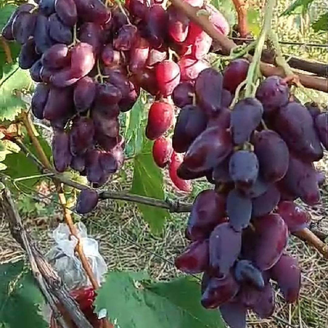 Иконка канала Виноградник в Тольятти. Оксана Аничкова