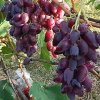 Иконка канала Виноградник в Тольятти. Оксана Аничкова