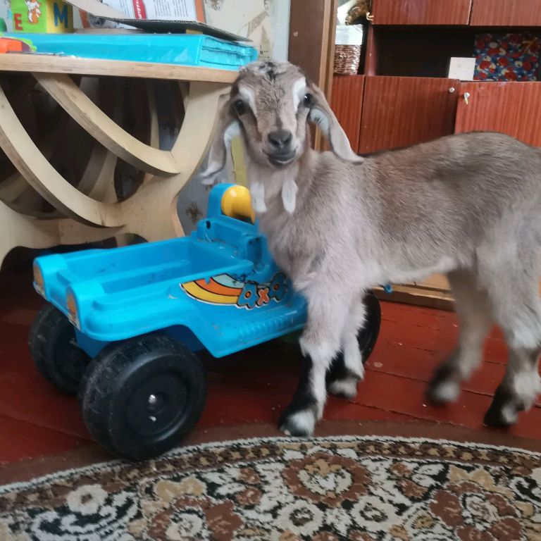 Иконка канала 1000 и 1 коза