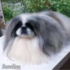 Иконка канала Savelina-pekingese