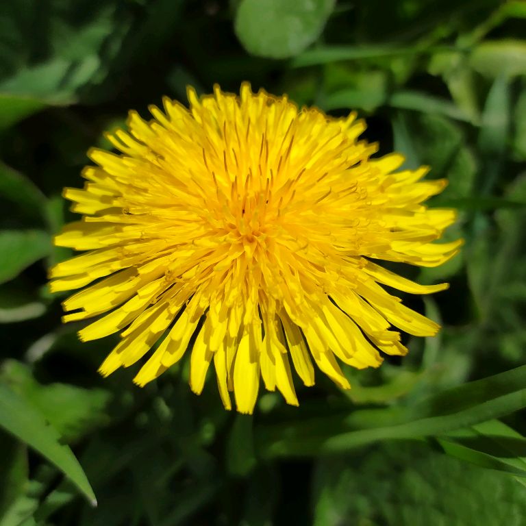 Иконка канала Eliza