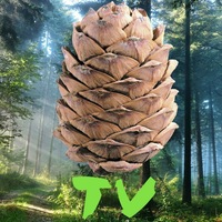 Иконка канала Шишка ТВ Live