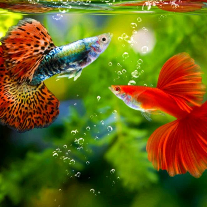 Иконка канала Аквариум у Саныча