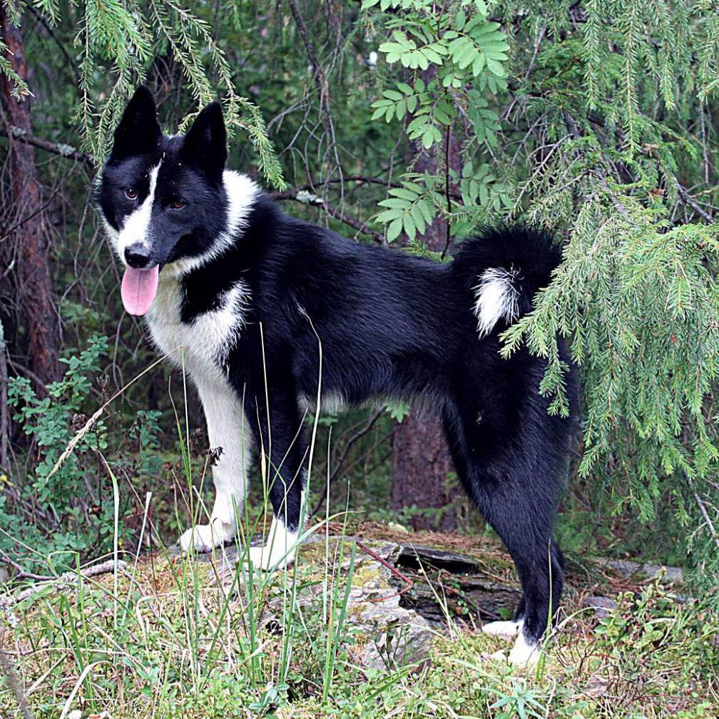 Иконка канала Русско Европейская Лайка и не только