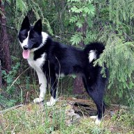 Иконка канала Русско Европейская Лайка и не только