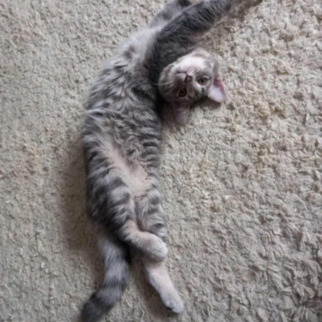 Иконка канала KirSnake