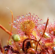 Иконка канала Лесозаводский