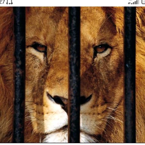 Иконка канала ЛЕВ_В_КЛЕТКИ