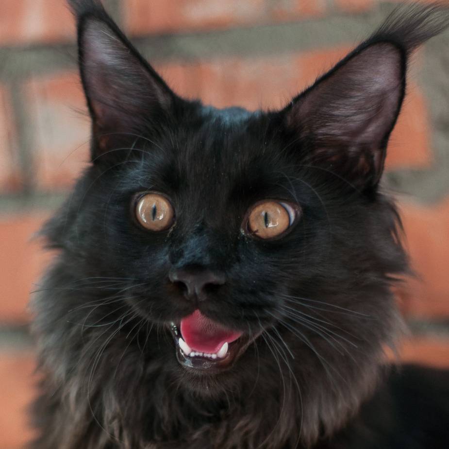 Иконка канала Enigma