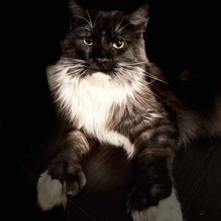 Иконка канала Геральд — Мейн Кун 7766