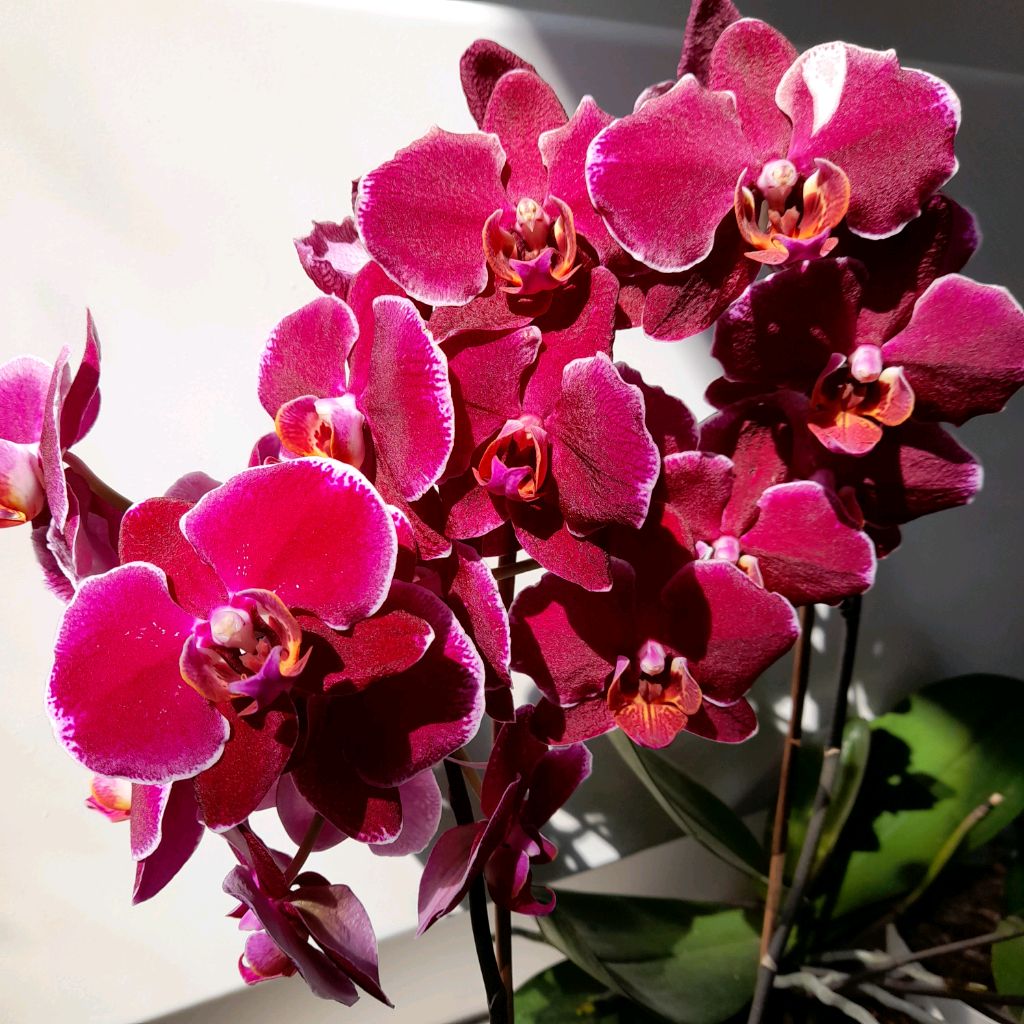 Иконка канала Olga's_orchid_dreams_