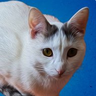 Иконка канала White Cat Academy