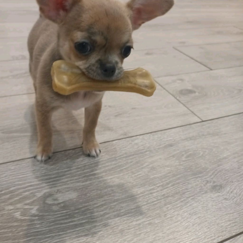 Иконка канала Собачка Молли