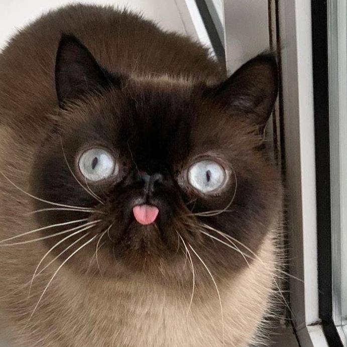 Иконка канала Смешные животные: котики, пёсели и прочие