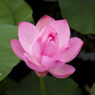 Иконка канала Школа осознания