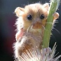 Иконка канала Лапидарный