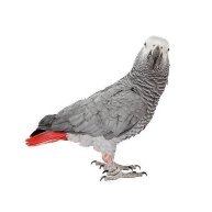 Иконка канала Все о Жако. Серый Африканский попугай.