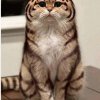 Иконка канала Поместье Линуксойдоф