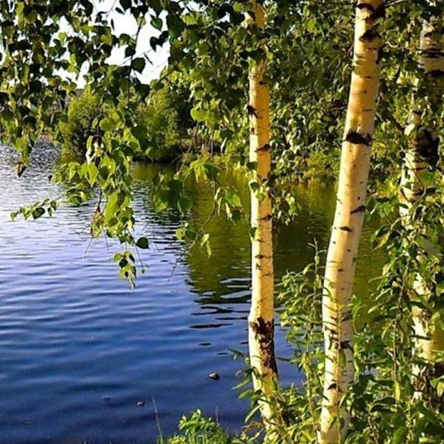 Иконка канала Северная деревенька