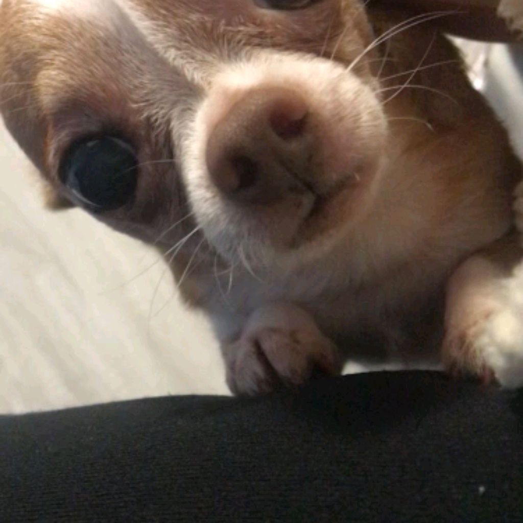 Иконка канала Собаки-Улыбаки?