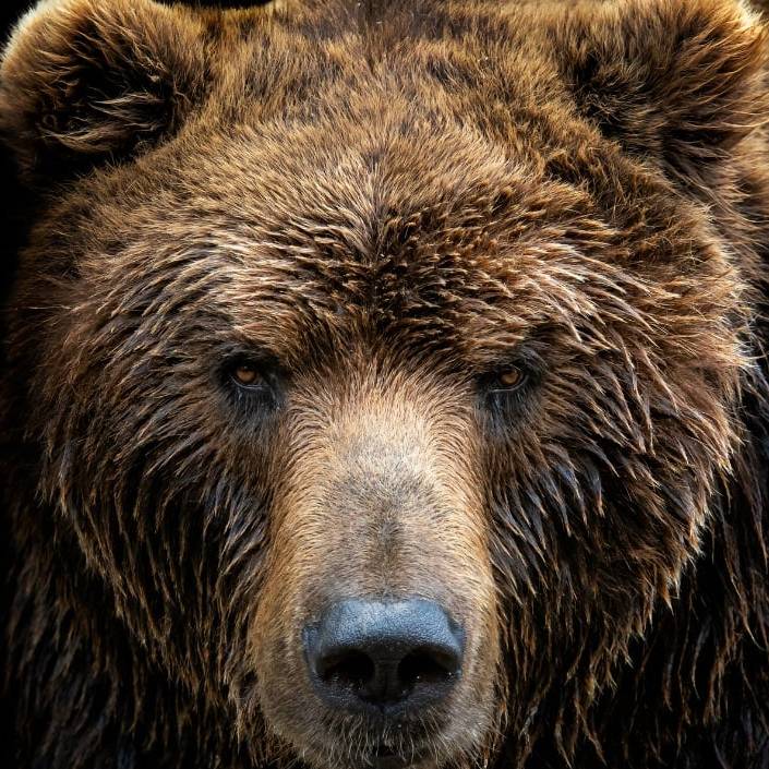 Иконка канала Трейдинг. BERLOGA