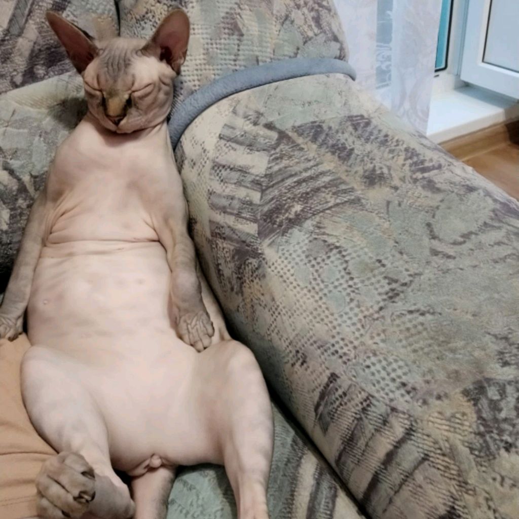 Иконка канала Alice sphinx