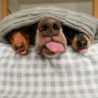 Иконка канала Эти Звери