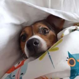 Иконка канала Molly