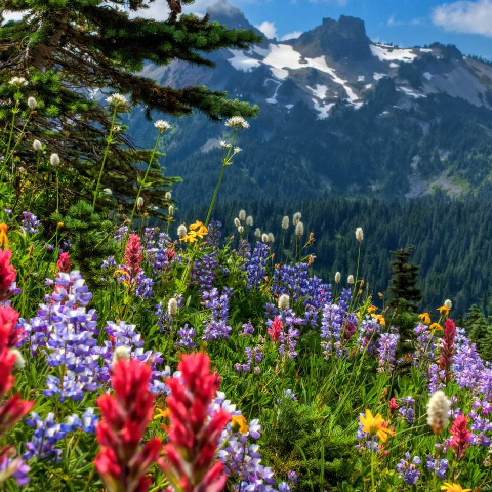 Иконка канала Природа и музыка