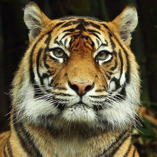 Иконка канала Живая природа R