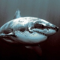 Иконка канала Четвертый Реактор-Рок-Группа