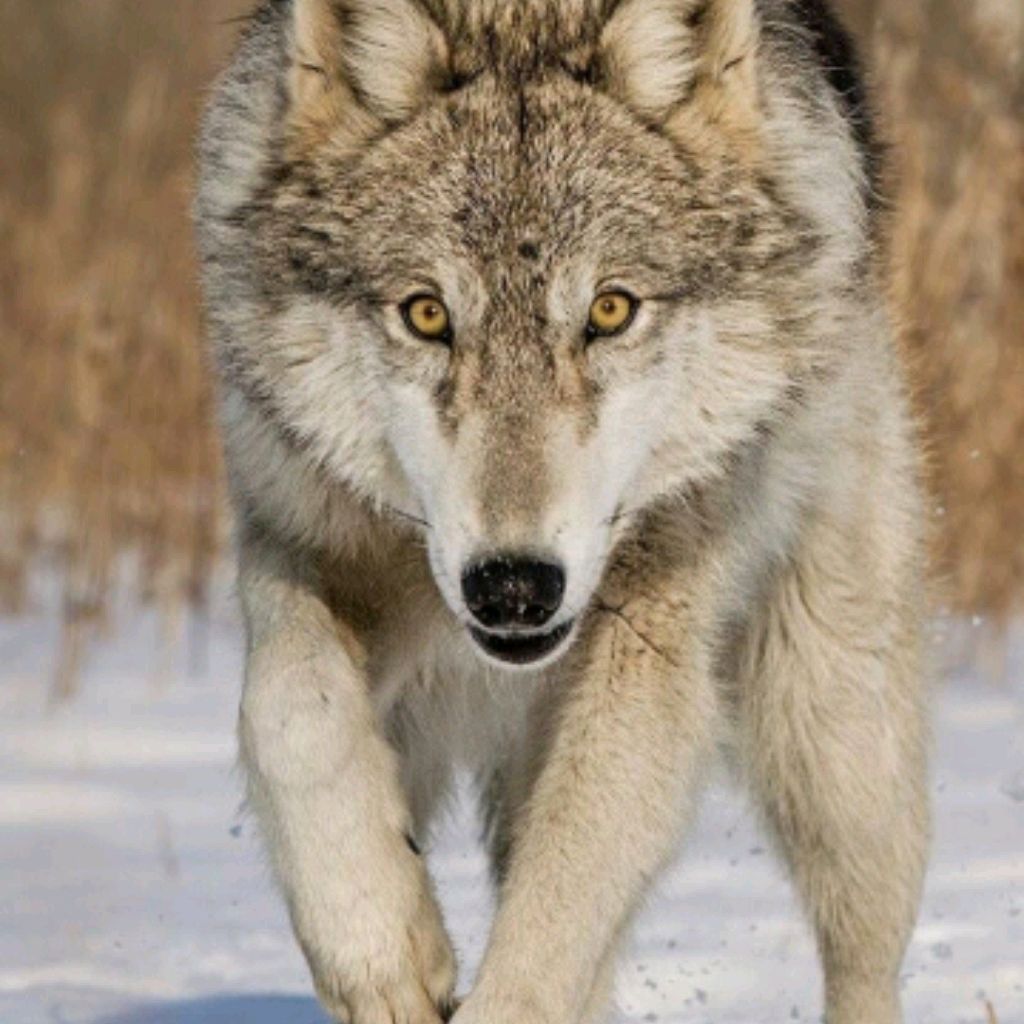 Иконка канала Одинокий Волк